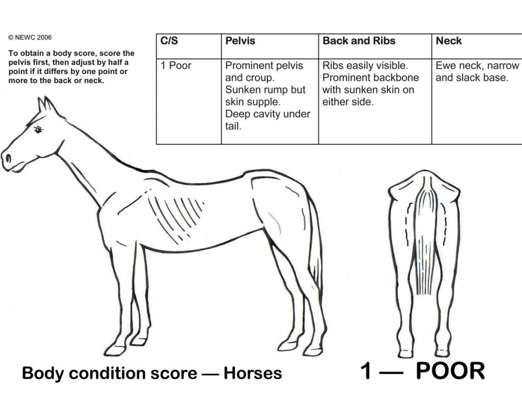Equine Body Condition Score Chart - HorsePlay.ie