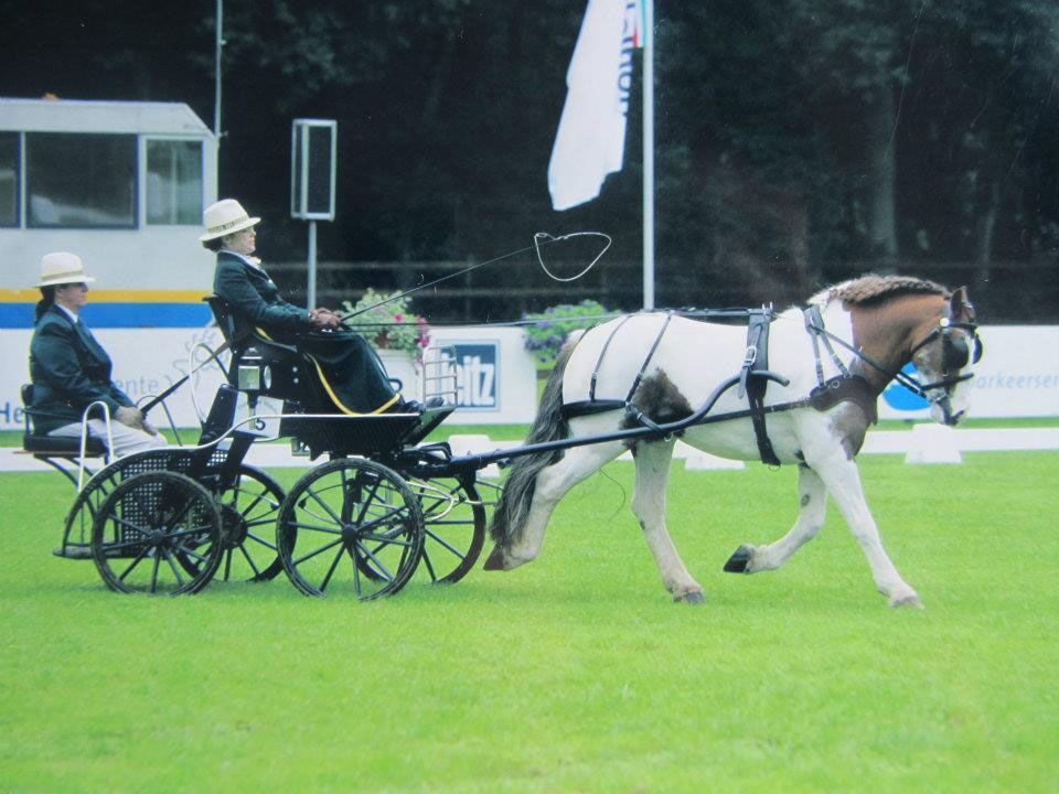 Emma Golding – a driving ambition - HorsePlay.ie
